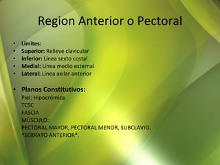 Repaso Anatomia Grupo Atlas Osteologia Hombro y Axila | PPT