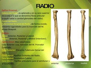 Repaso Anatomia Grupo Atlas Osteologia Hombro y Axila | PPT