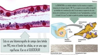 Repaso del bloque 1 de histologías (FACMED) | PDF