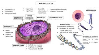 REPASO BIOLOGIA CEPRE UNIQ_2024.pdf