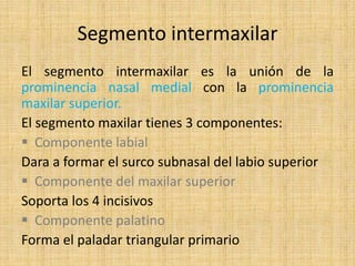 Repaso de embriologia | PPTX