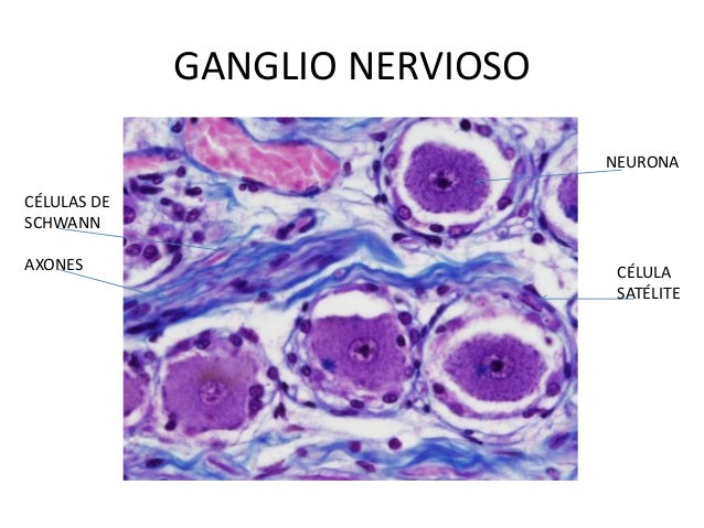 Repaso imágenes histológicas de tejido nervioso