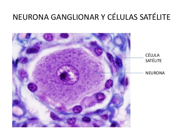 Repaso imágenes histológicas de tejido nervioso