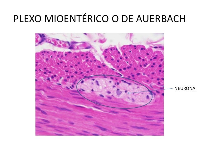 Repaso imágenes histológicas de tejido nervioso