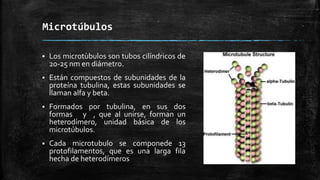 Biología - Organelos celulares | PPTX