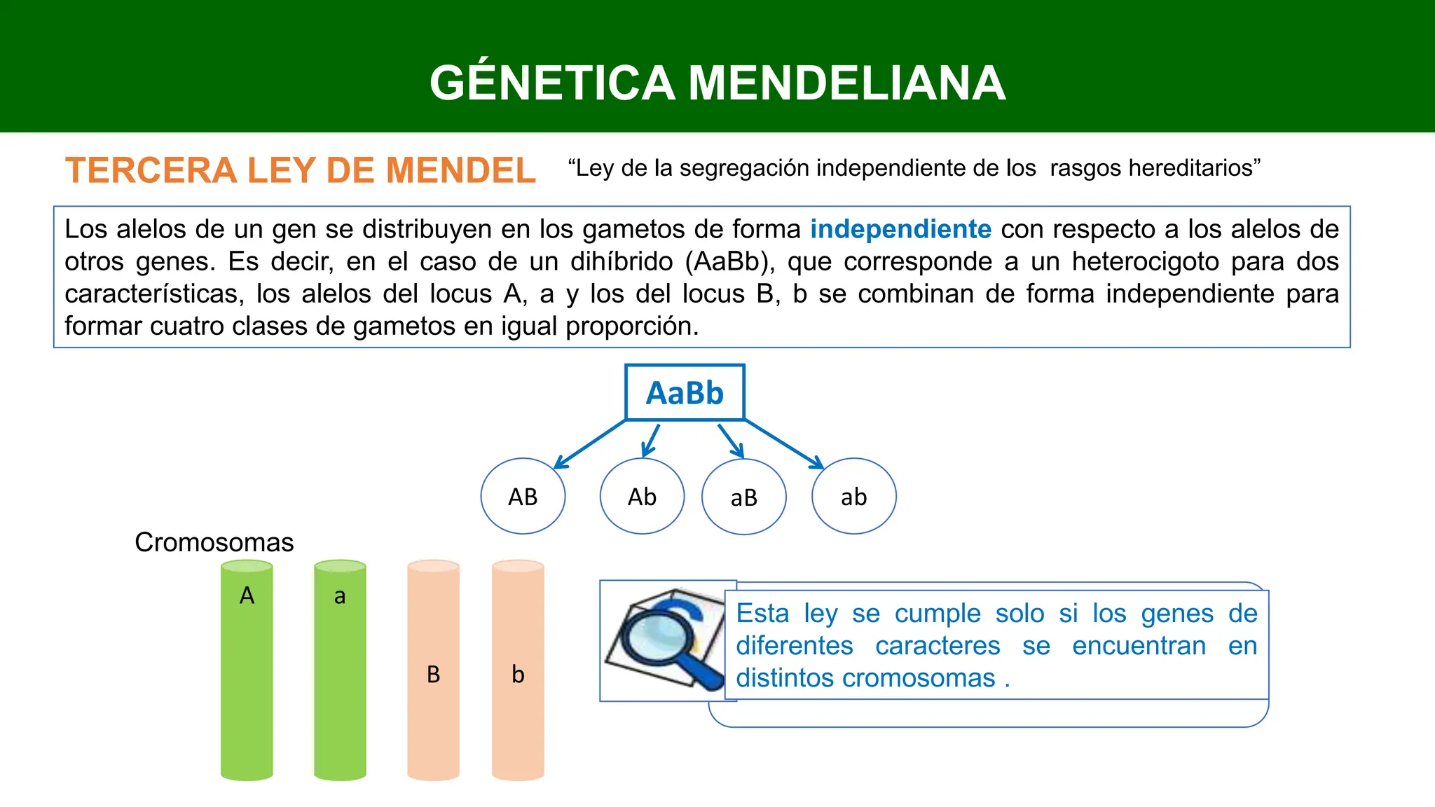 genetica mendeliana y post mendeliana, genetica humana | PPT