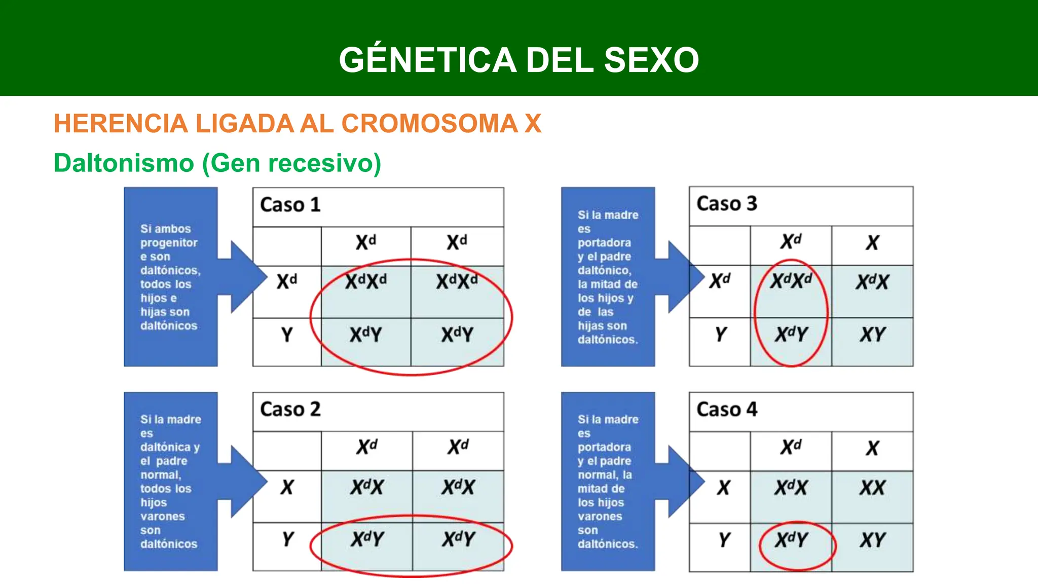 genetica mendeliana y post mendeliana, genetica humana | PPTX ...