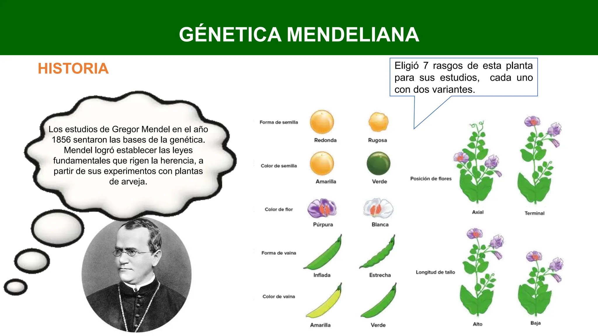 genetica mendeliana y post mendeliana, genetica humana | PPT