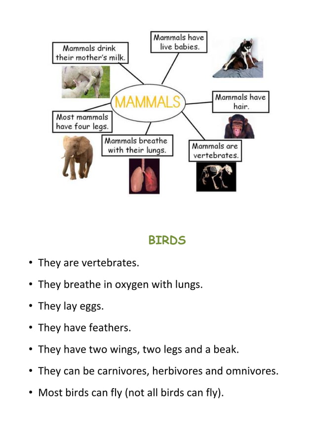 Repaso unit 3 mammals and birds | PDF