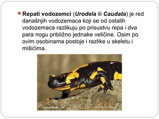 Repati vodozemci | PPT