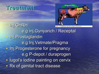 Repeat breeding | PPT