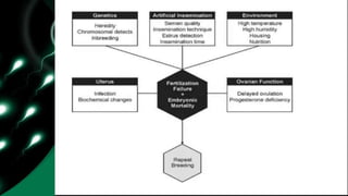 Repeat Breeding.pptx