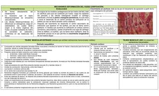 Apuntes de microAnatomia con. Imágenes explicativas | PDF