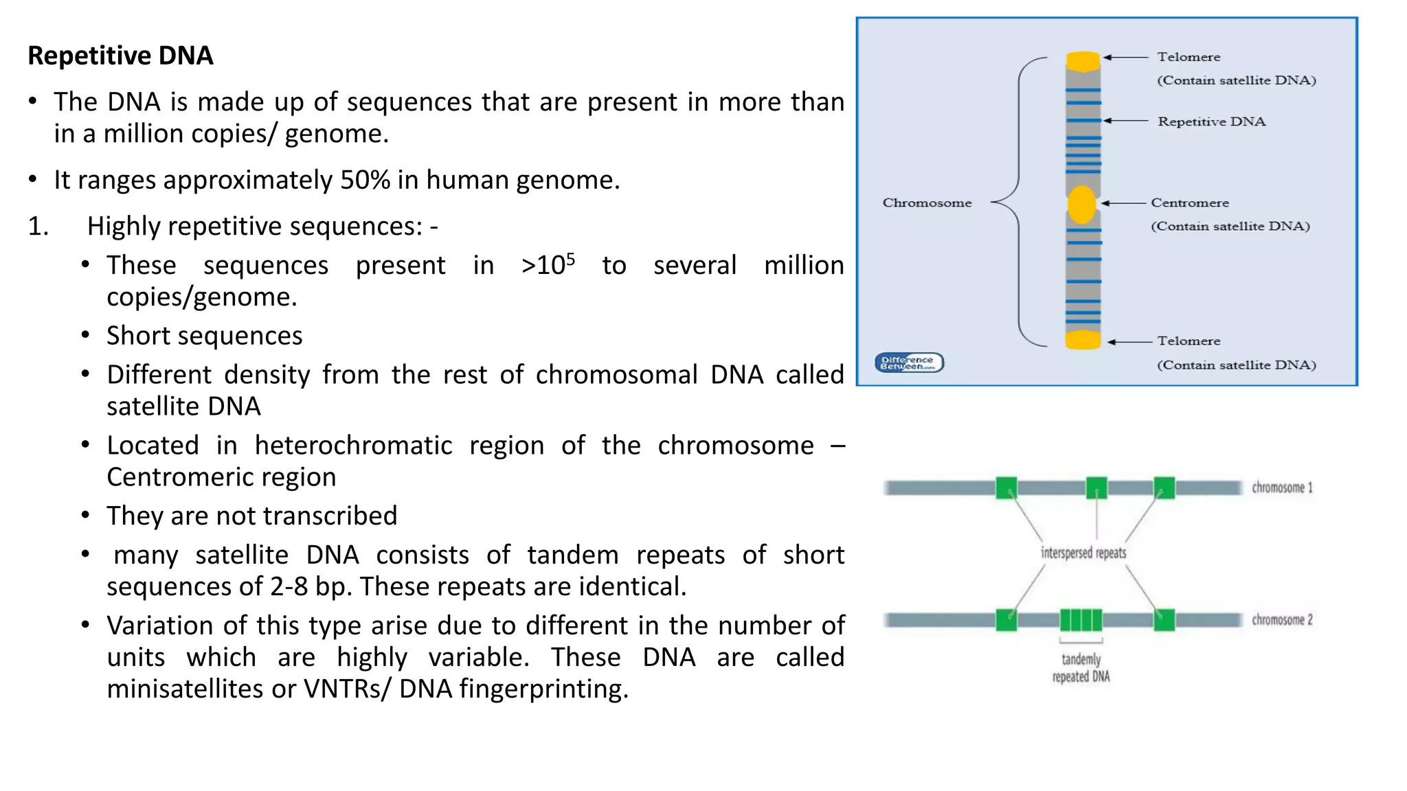 repetitive and non repetitive dna.pptx