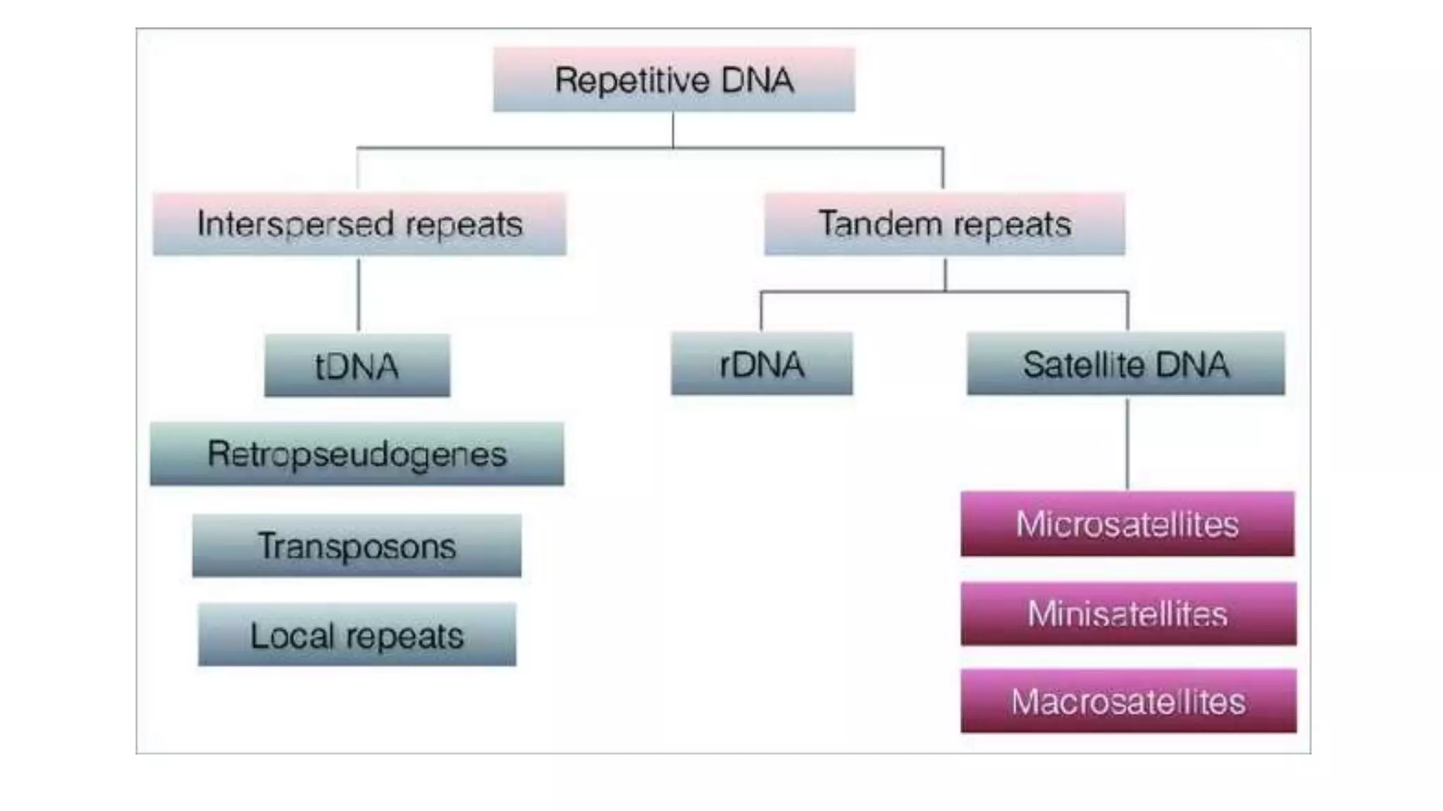 repetitive and non repetitive dna.pptx