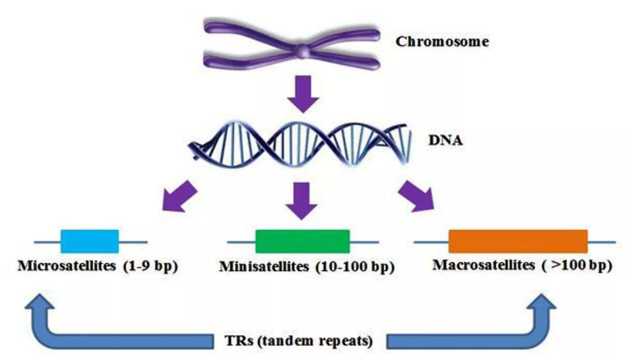 repetitive and non repetitive dna.pptx