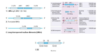 repetitive and non repetitive dna.pptx