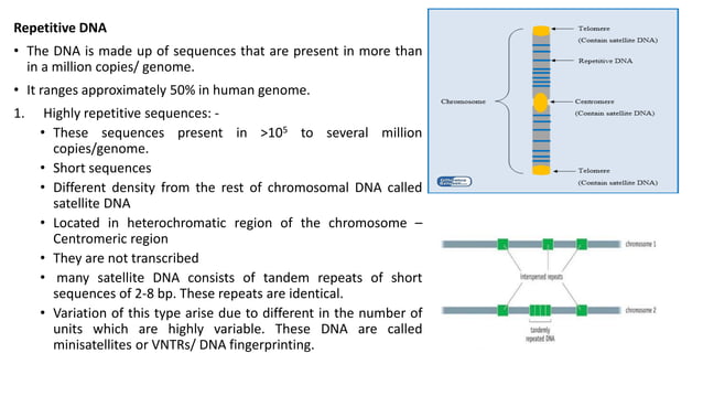 repetitive and non repetitive dna.pptx
