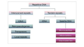 repetitive and non repetitive dna.pptx