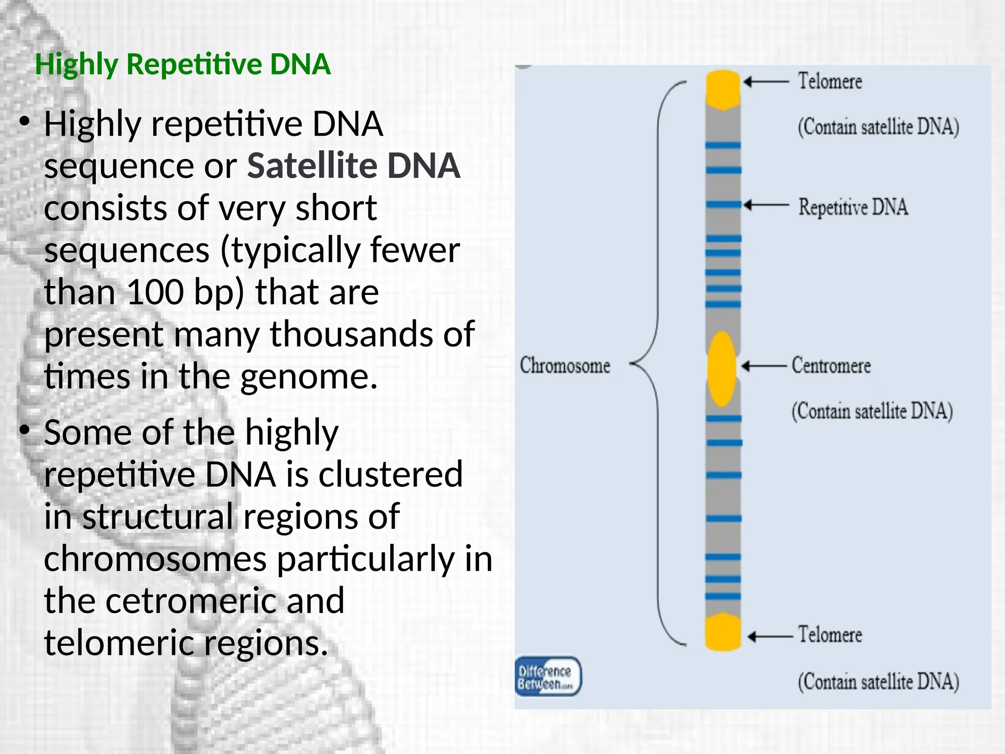 Types of DNA- Repetitive and Satellite DNA | PPTX | Biological Sciences ...