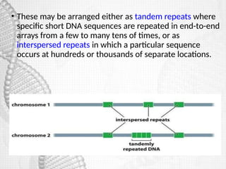 Repetitive and Satellite DNA and their role | PPTX