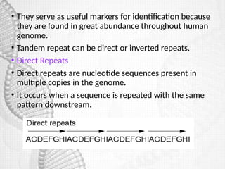 Repetitive and Satellite DNA and their role | PPT