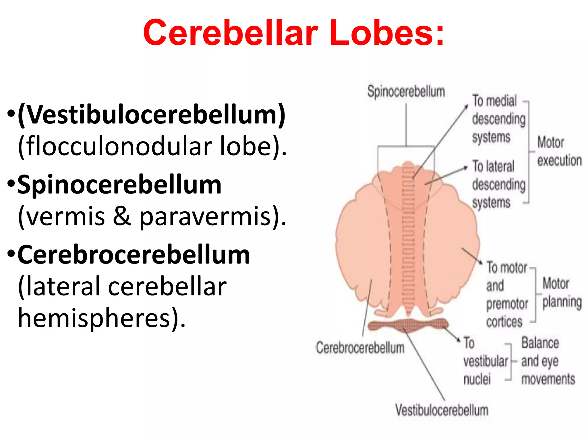 Repetitive behaviour in autism: a neurobehavioural approach | PPTX