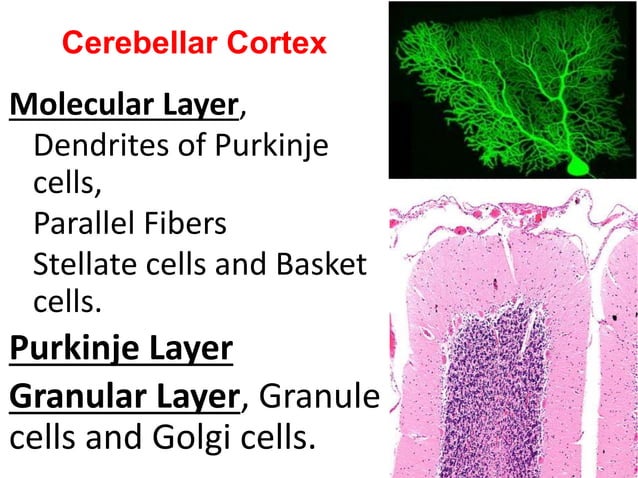 Repetitive behaviour in autism: a neurobehavioural approach | PPTX
