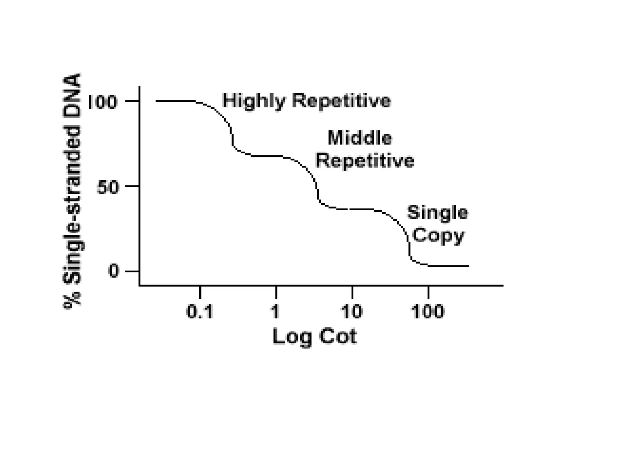 Repetitive sequences in the eukaryotic genome | PPT