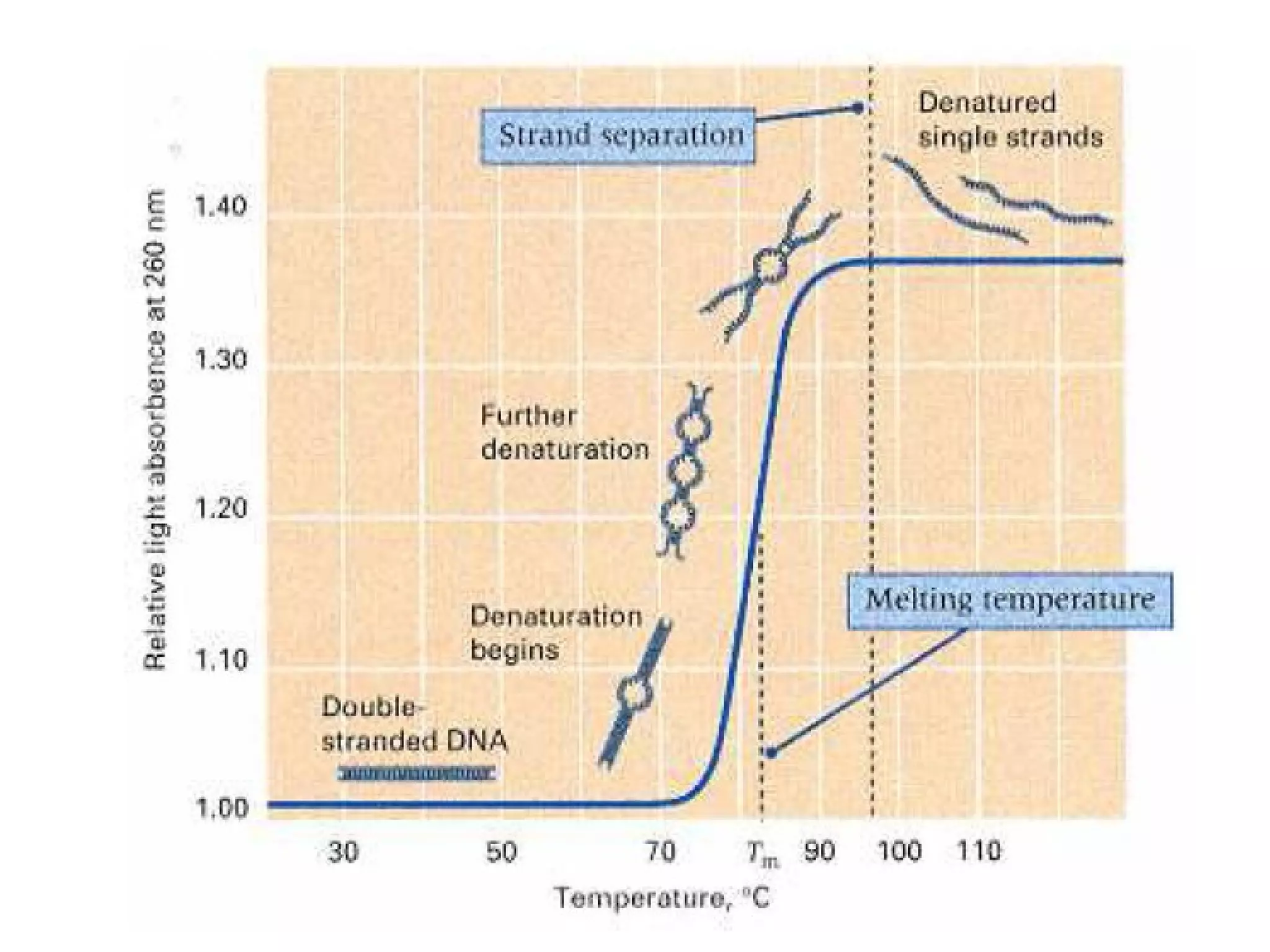 Repetitive sequences in the eukaryotic genome | PPT