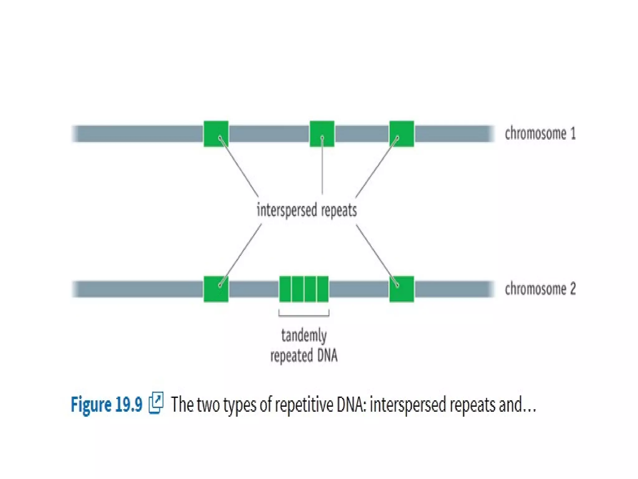 Repetitive sequences in the eukaryotic genome | PPT