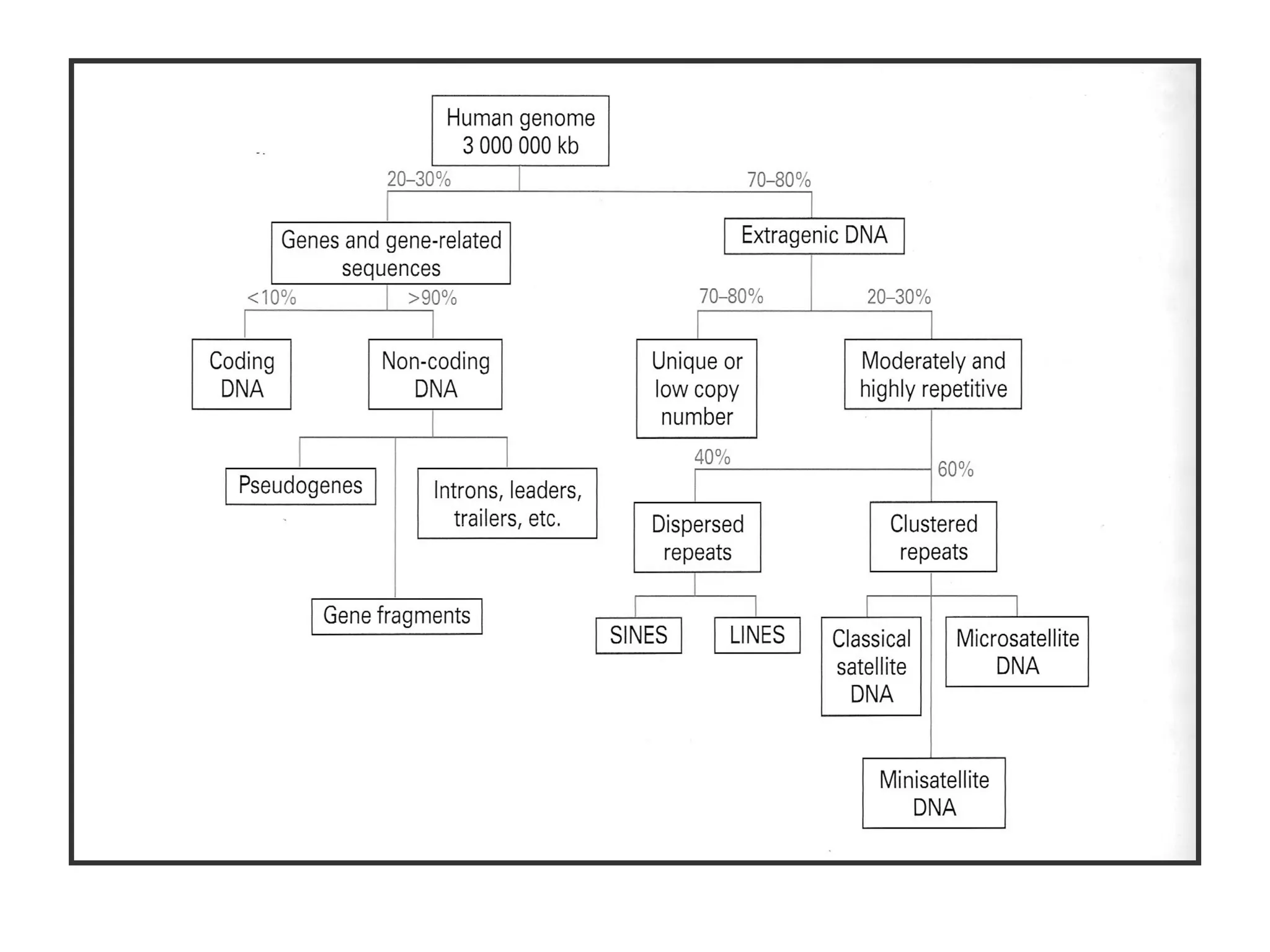 Repetitive sequences in the eukaryotic genome | PPT