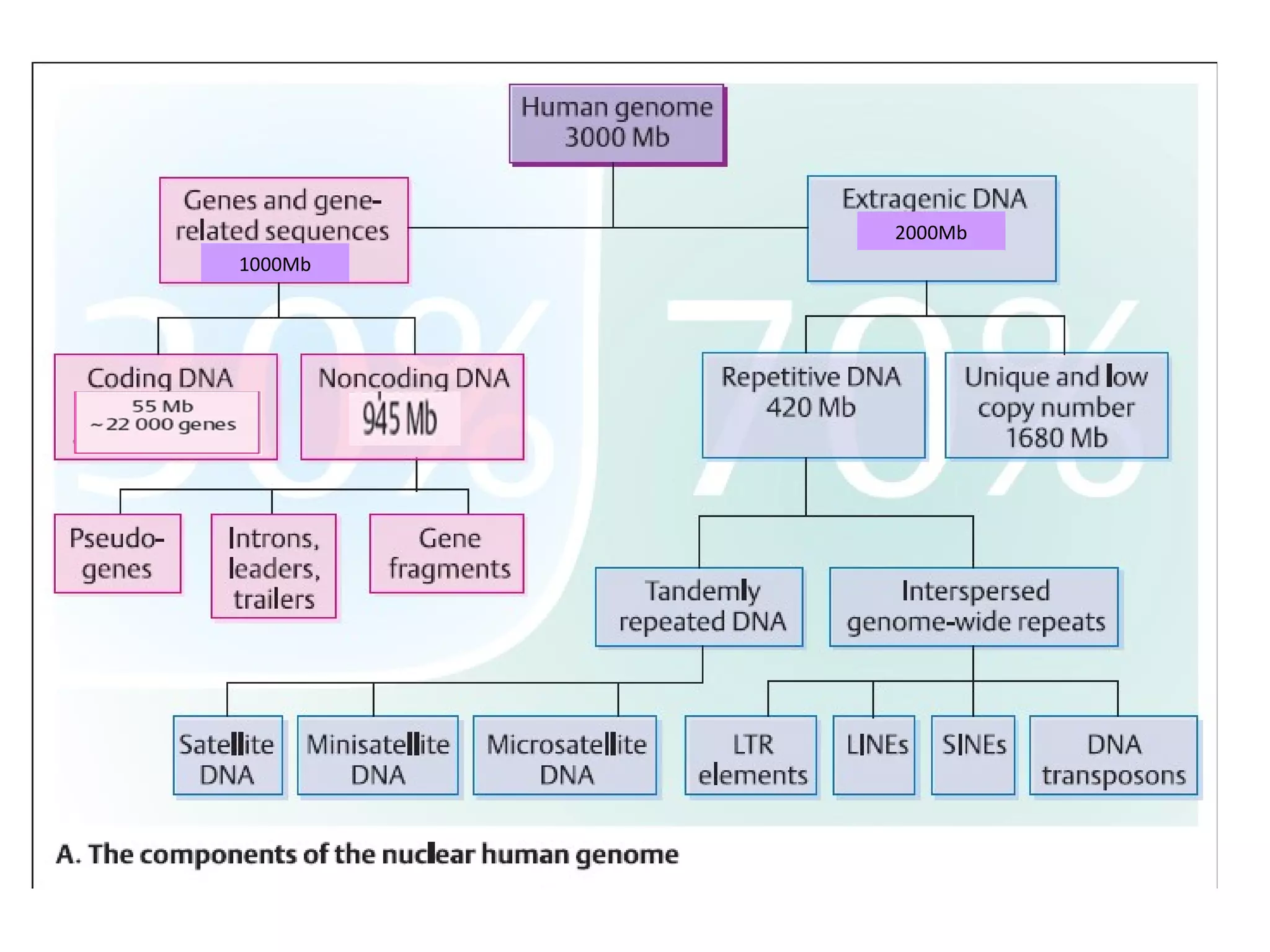 Repetitive sequences in the eukaryotic genome | PPT