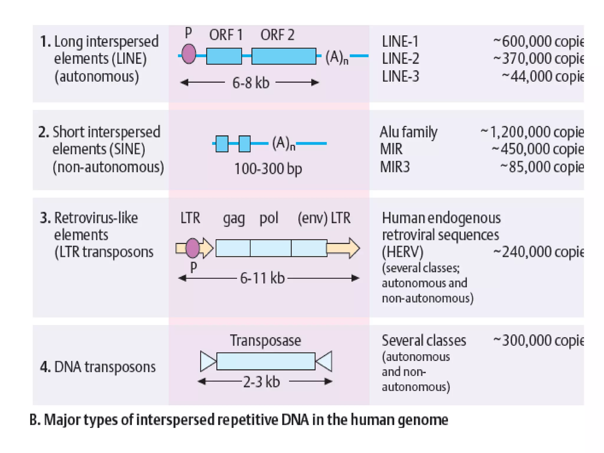 Repetitive sequences in the eukaryotic genome | PPT