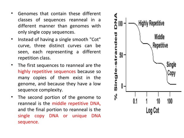 Repetitive sequences in the eukaryotic genome | PPT | Chemistry | Science