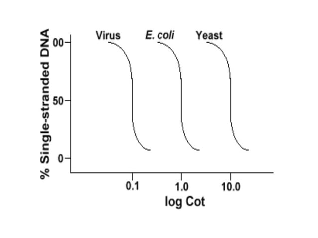 Repetitive sequences in the eukaryotic genome | PPT | Chemistry | Science