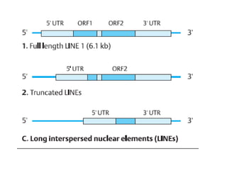 Short Interspersed Elements