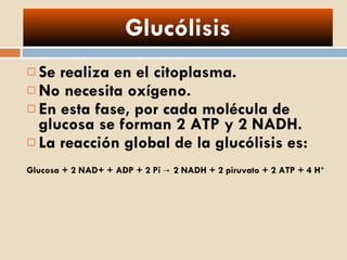 Repiración celular | PPT