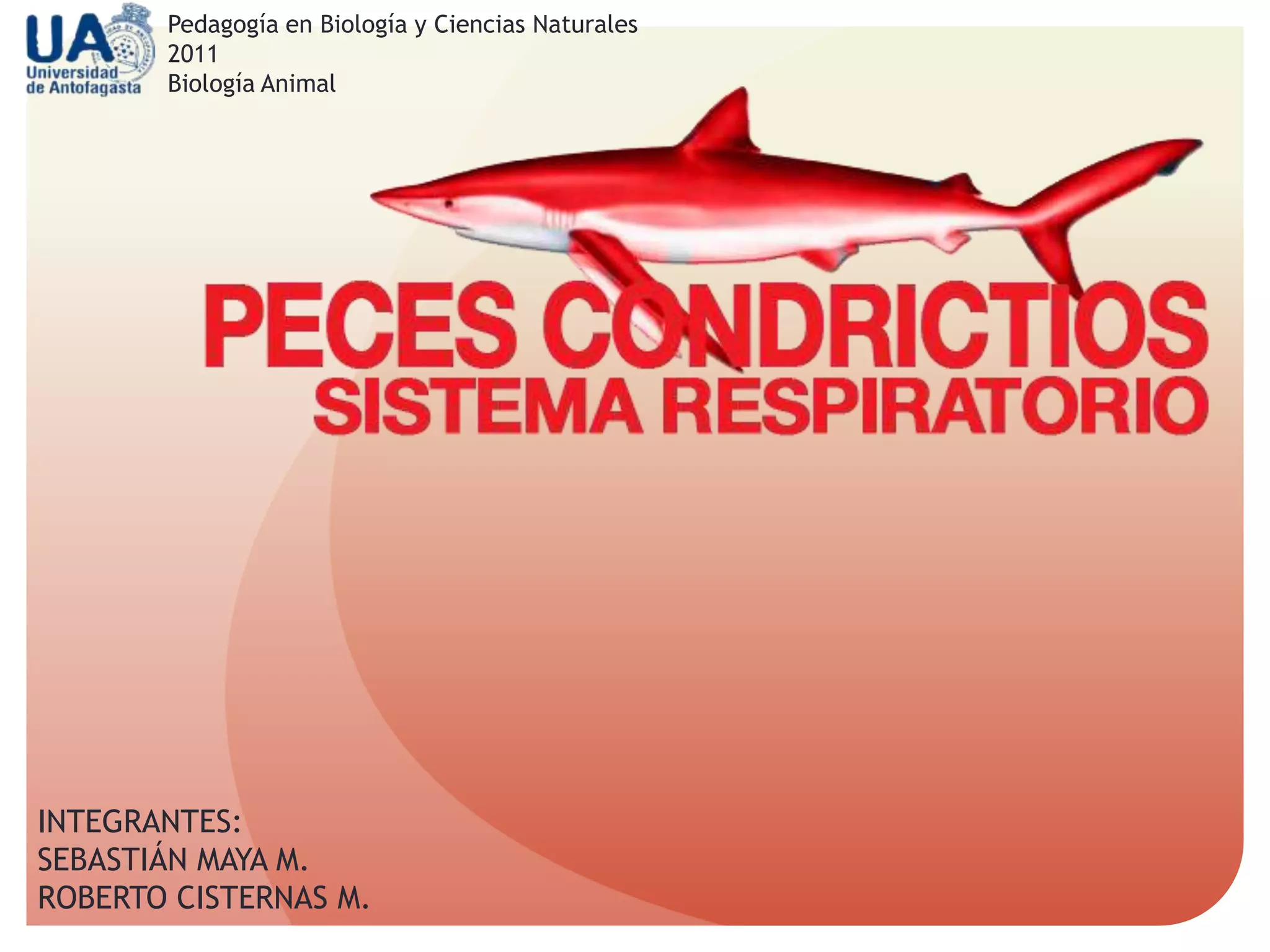 Sistema Respiratorio de los Peces Condrictios | PPTX