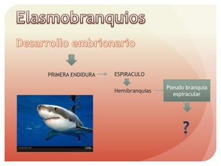 Sistema Respiratorio de los Peces Condrictios | PPTX