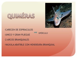 Sistema Respiratorio de los Peces Condrictios | PPTX