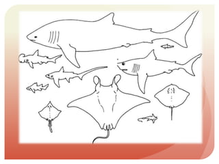 Sistema Respiratorio de los Peces Condrictios | PPTX