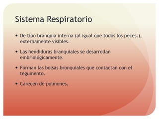 Sistema Respiratorio de los Peces Condrictios | PPTX