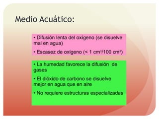 Sistema Respiratorio de los Peces Condrictios | PPTX