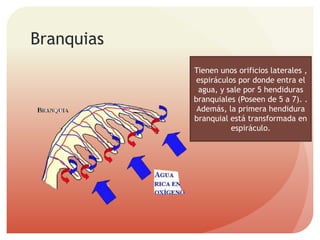 Sistema Respiratorio de los Peces Condrictios | PPTX