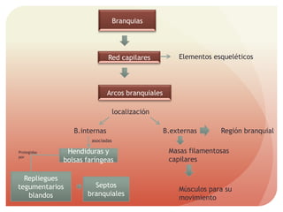 Sistema Respiratorio de los Peces Condrictios | PPTX