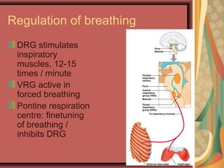 Repiratory anatomy and physiology | PPT