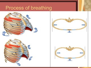 Repiratory anatomy and physiology | PPT