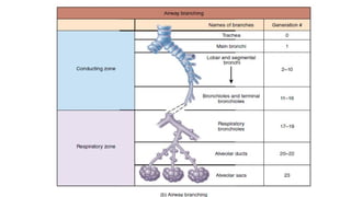 repiratory system-1.pptx hsjsjwjsjwuehdbd | PPT