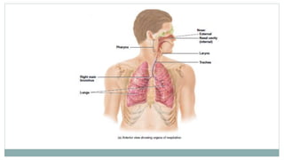 repiratory system.pptx.................... | PPTX